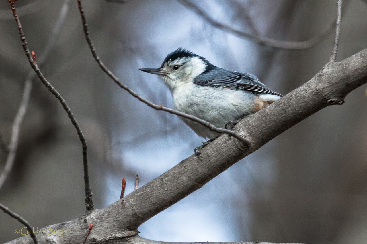 See What I See: Birds in April