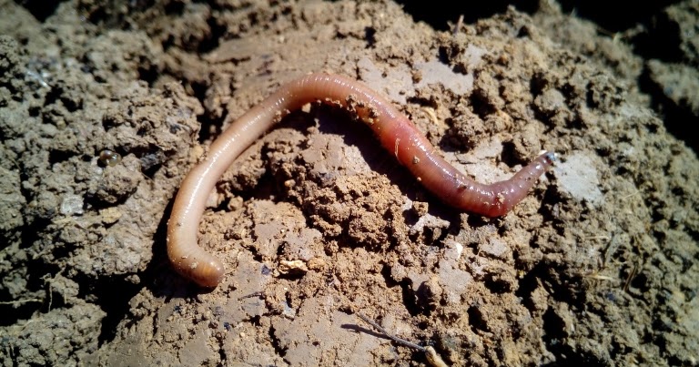 What To Do If You Have Worms In Your House Plant Soil