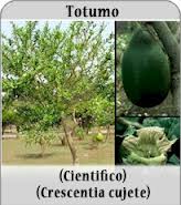 Tienda Artesanal: ÁRBOL DE TOTUMO