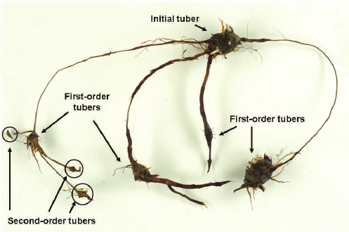 Getting Rid of Nutgrass