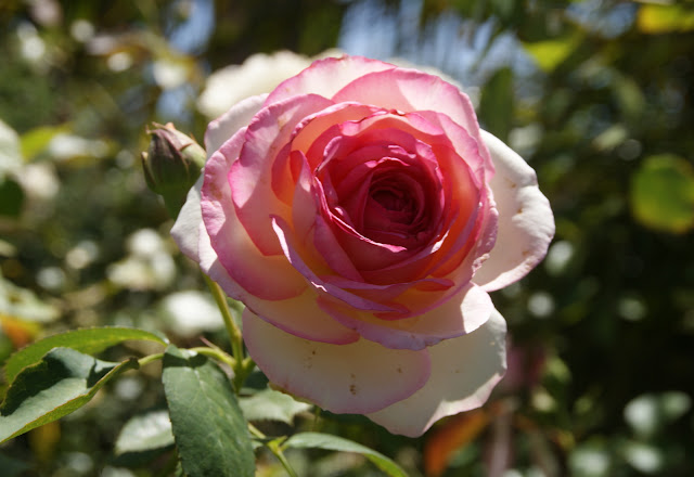 Organic Garden Dreams: July Roses