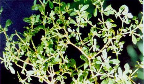 Living with Nature - School on Blog by Dr. Abercio V. Rotor ...