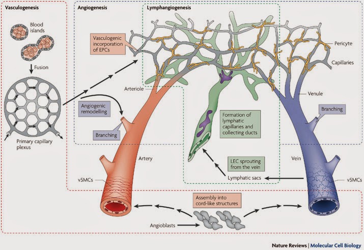 Angiogenesis and Lymph-angiogenesis
