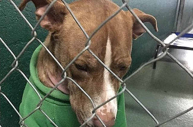Bobby El Perro Muy Triste Y Abandonado Que Conmovió A Las Redes Por