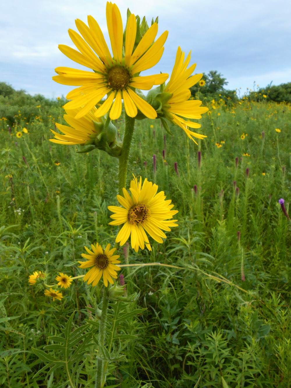 The Lucas Countyan: Prairie compass, prairie sunshine
