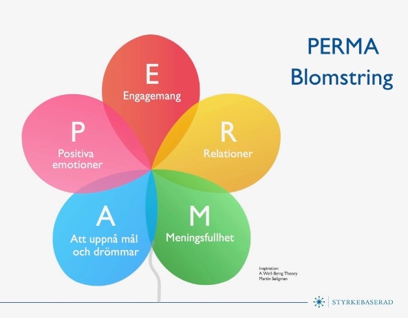 Positiv utbildning – PERMA – Styrkebaserad