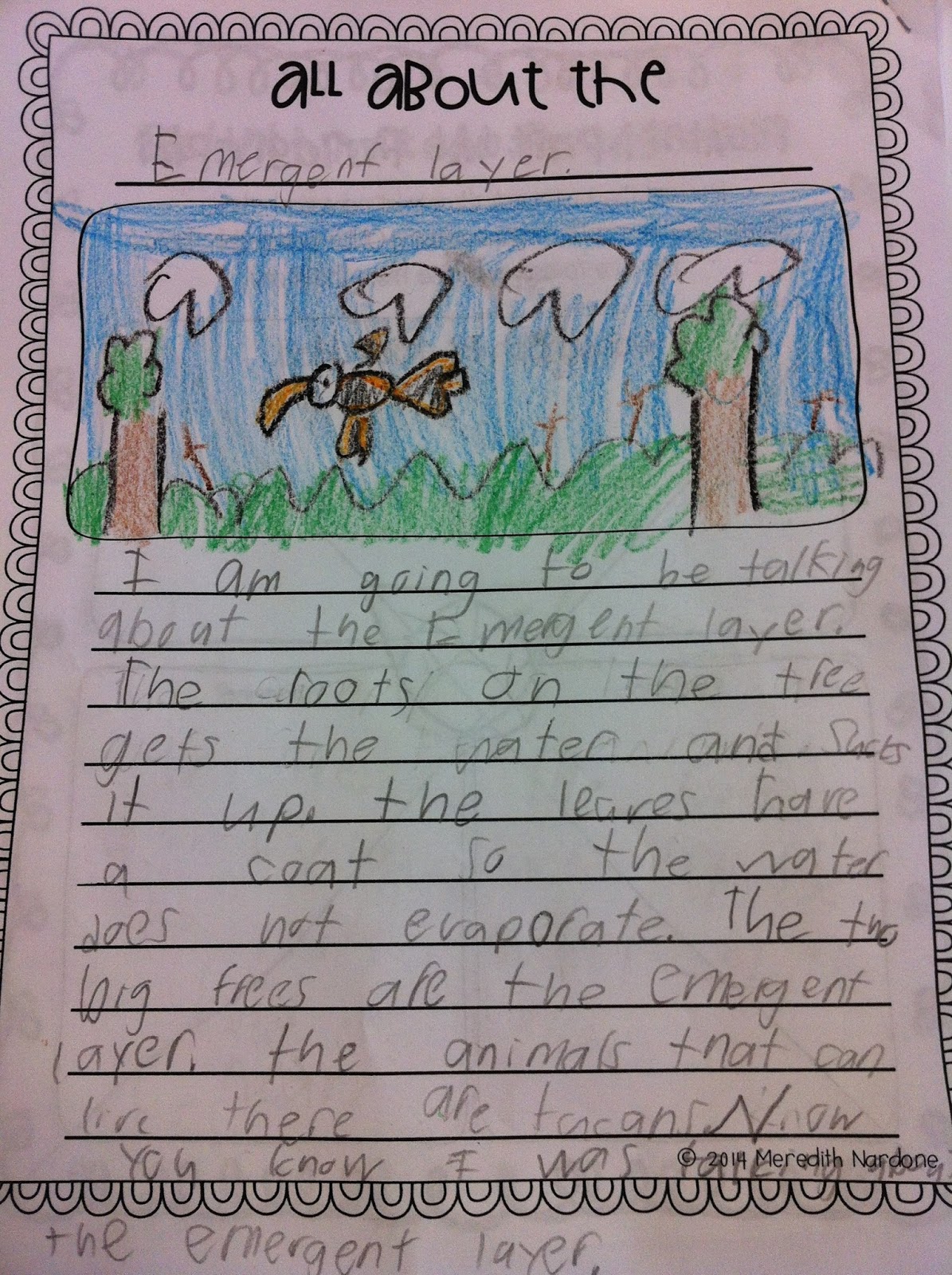 Creativity to the Core: Informational Writing - Red Eyed Tree Frog