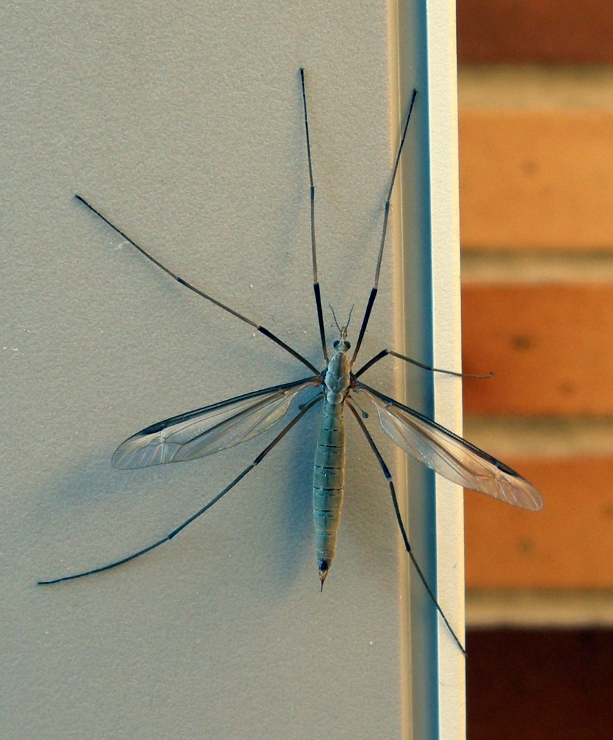 FAUNA-CERCANA: 9 - Algunos INSECTOS terrestres frecuentes en la región ...