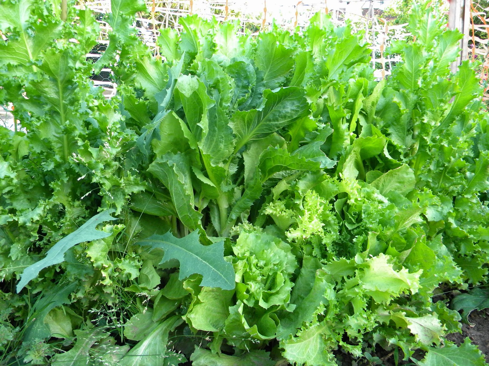 Huerto de Tatay: Lechugas de primavera.