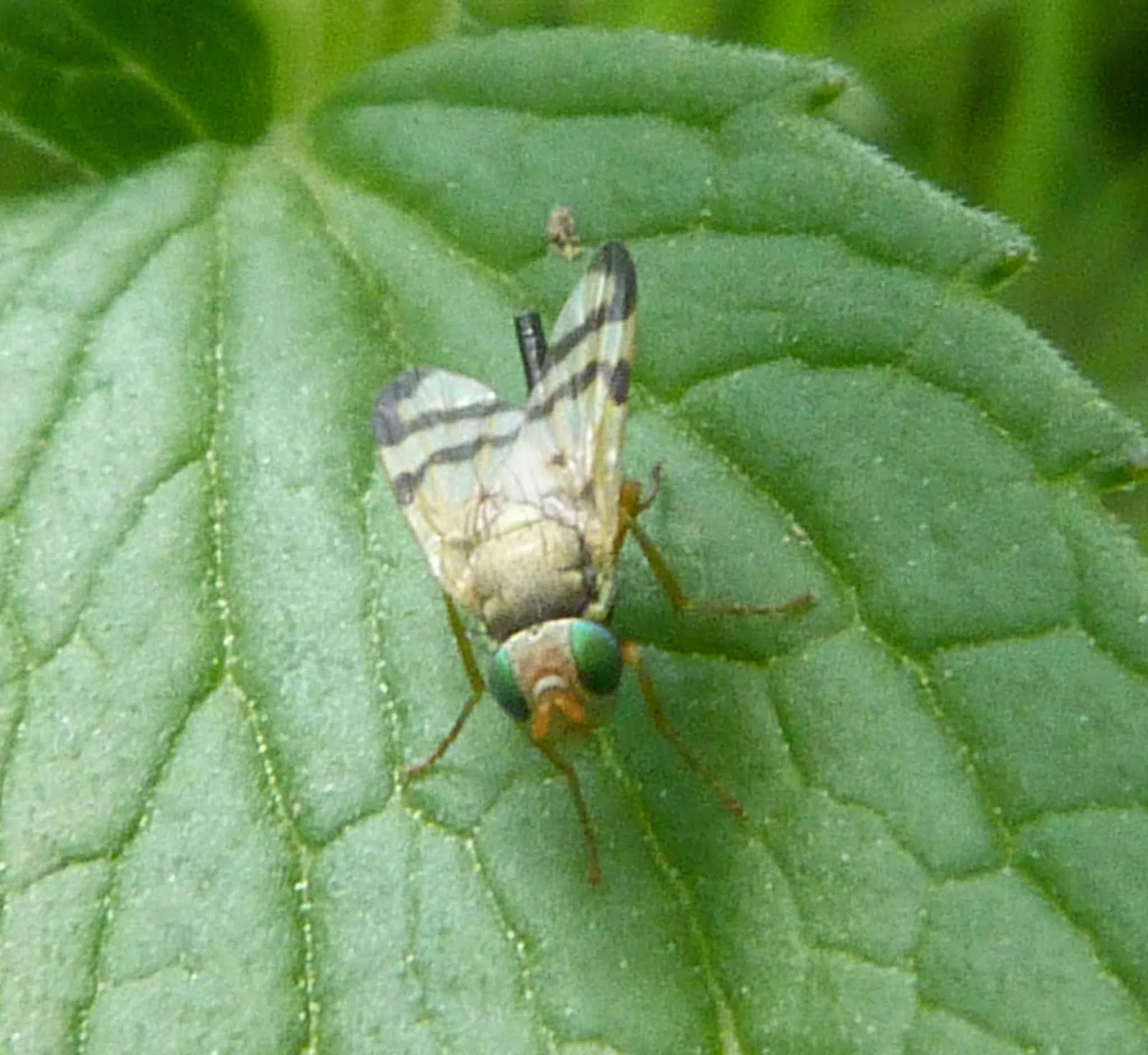 Insects of Scotland: Other Flies/Picture-wing Flies