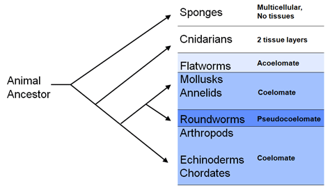 julie's portfolio: Nine major animal phyla