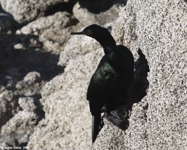 The Natural History of Bodega Head: Pelagic Cormorant