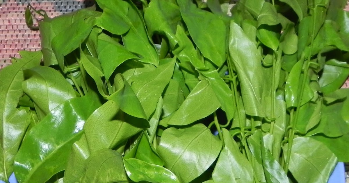 Diet Sihat: Pucuk Jenereh