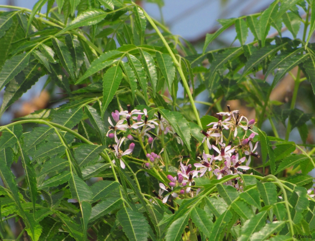 Gifting Trees...: Neem and Neem!