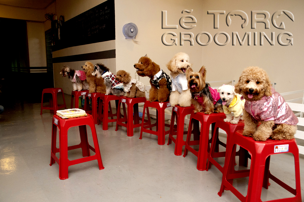 Squido の ペット不思議の国: Poodle's birthday party celebration at LeToro Grooming