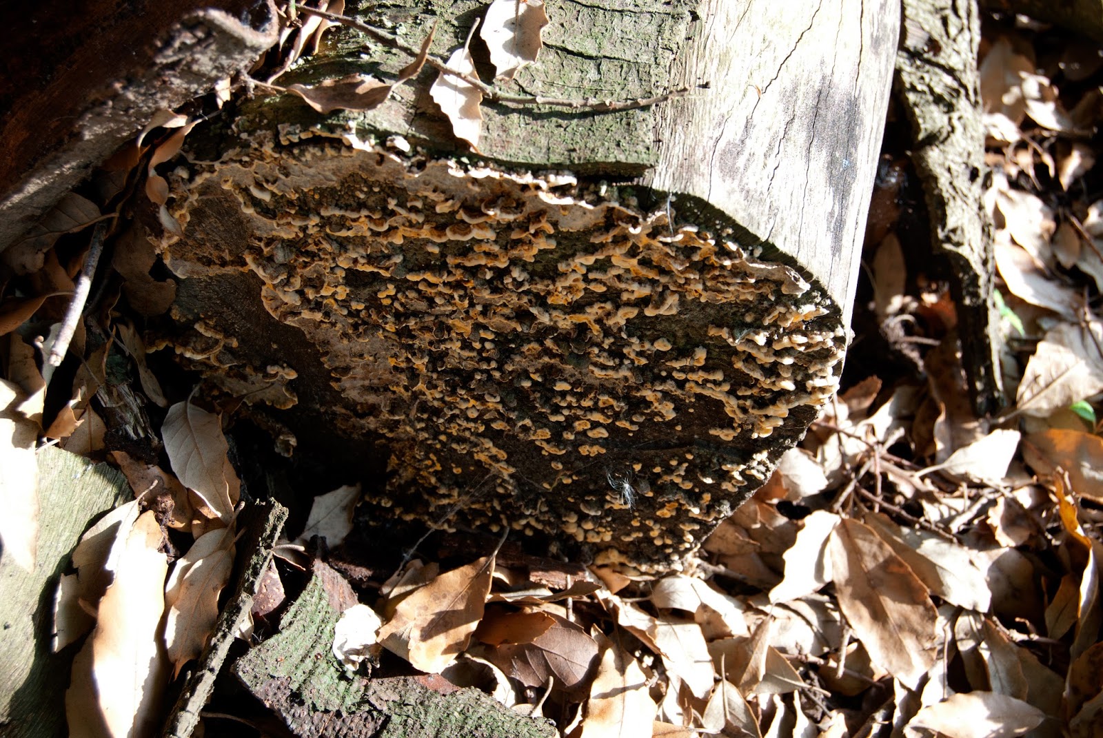 Nature Blog by Alexandra: Creepy Crawly INSECTS in a Log Pile.......