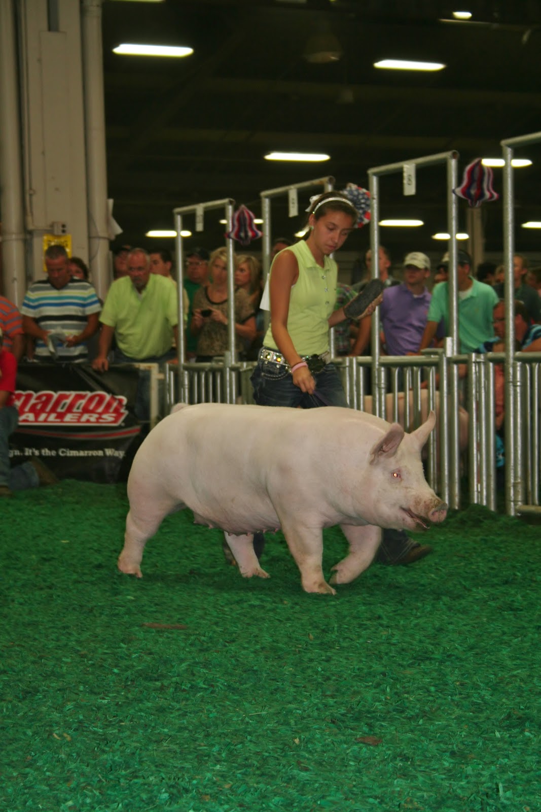 NSR Show & Sale Results: NSR Summer Spectacular Junior Yorkshire Gilt ...