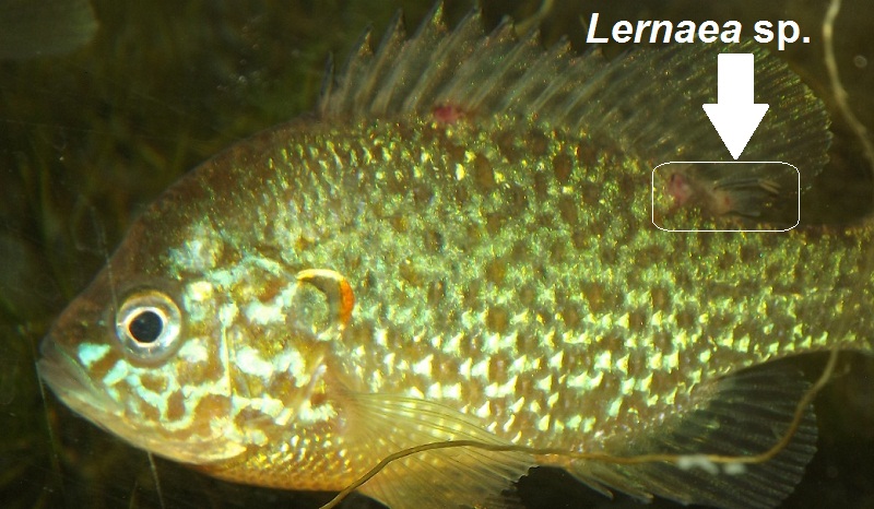 VETERINARIO DE FAUNA SILVESTRE: PARÁSITO DE PECES