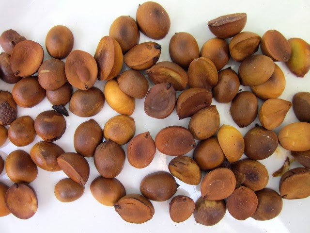 Santa Cruz Mountains Trails: Bay Nut Brownies