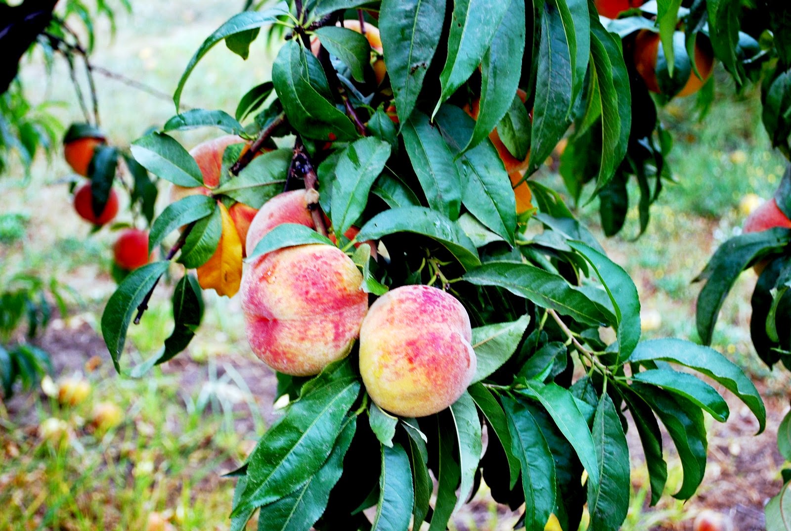 the farmer's wife: Veteran Peaches are hanging on...literally!
