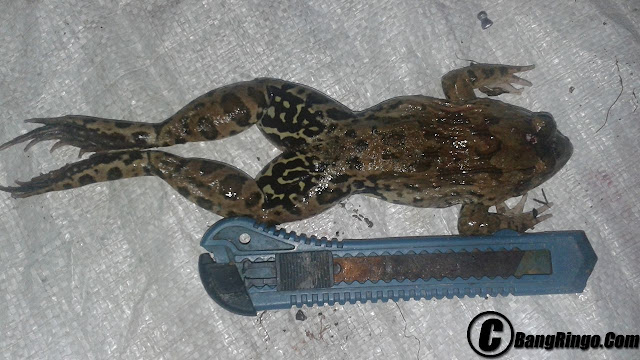 Jenis katak yang bisa di makan - BangRingo