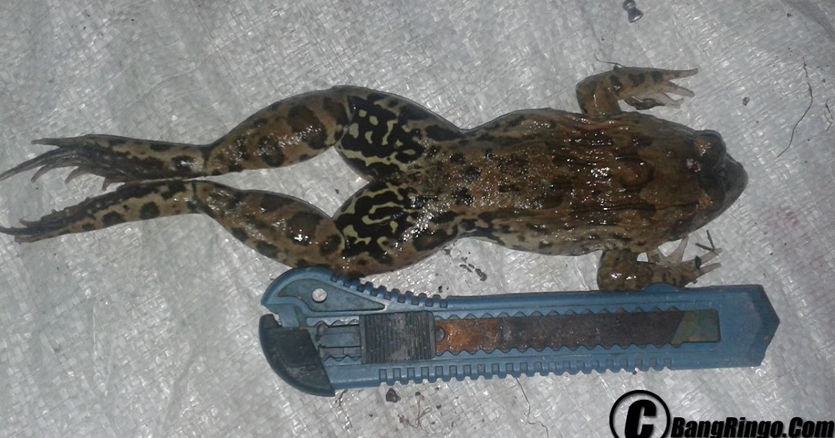 Jenis katak yang bisa di makan - BangRingo