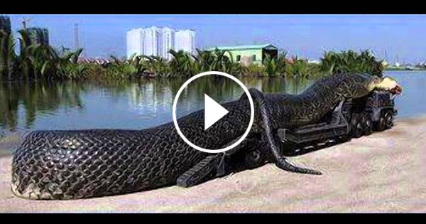 WORLD BIGGEST SNAKE FOUND DEAD IN RED SEA. REAL OR FAKE? WATCH V1DE0 ...