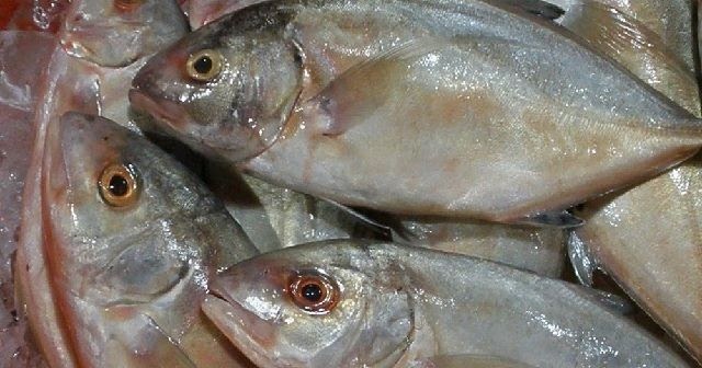 Budidaya Ikan Kuwe di KJA dan Tambak untuk Usaha Pemula