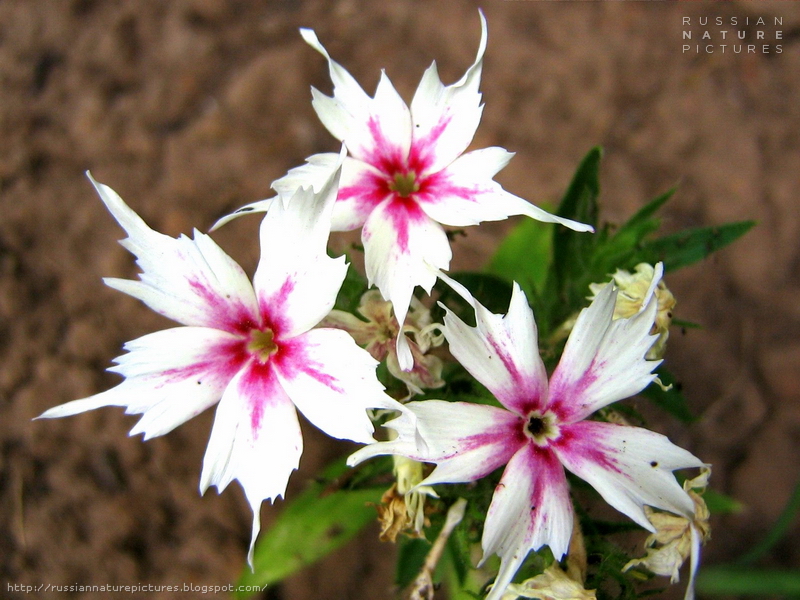 Flora: Flowers — Part 01 ~ Russian Nature Pictures