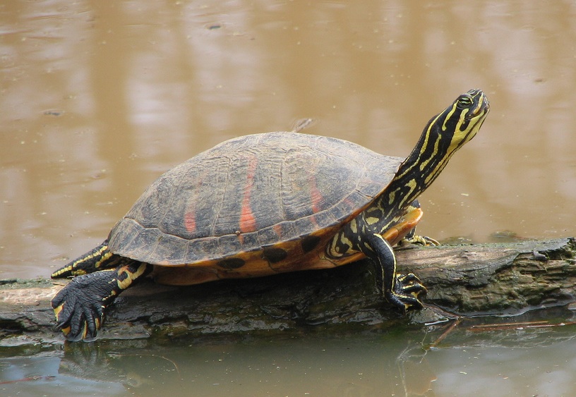 Turtle Pictures: Florida red-bellied cooter - Pseudemys nelsoni