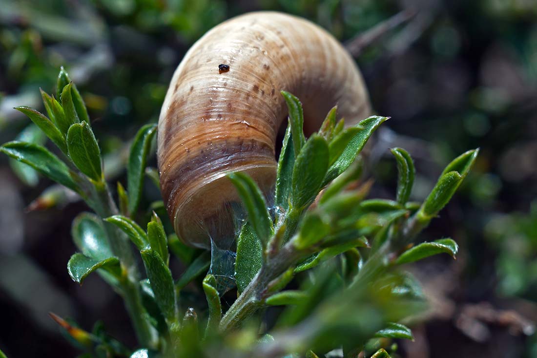 MIS VISTAS DEL MUNDO: Caracoles
