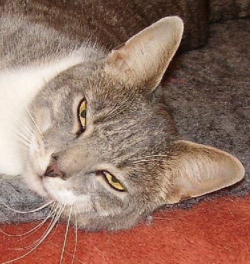 Tomcat Commentary by Tim: Sunday Selfie: Sloe Eyed Girl