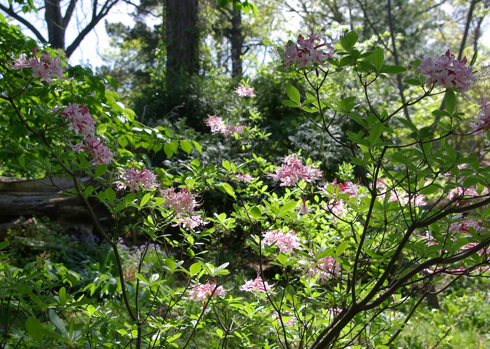 sweetbay: Wildflower Wednesday ~ A Visit to the Coker Arboretum