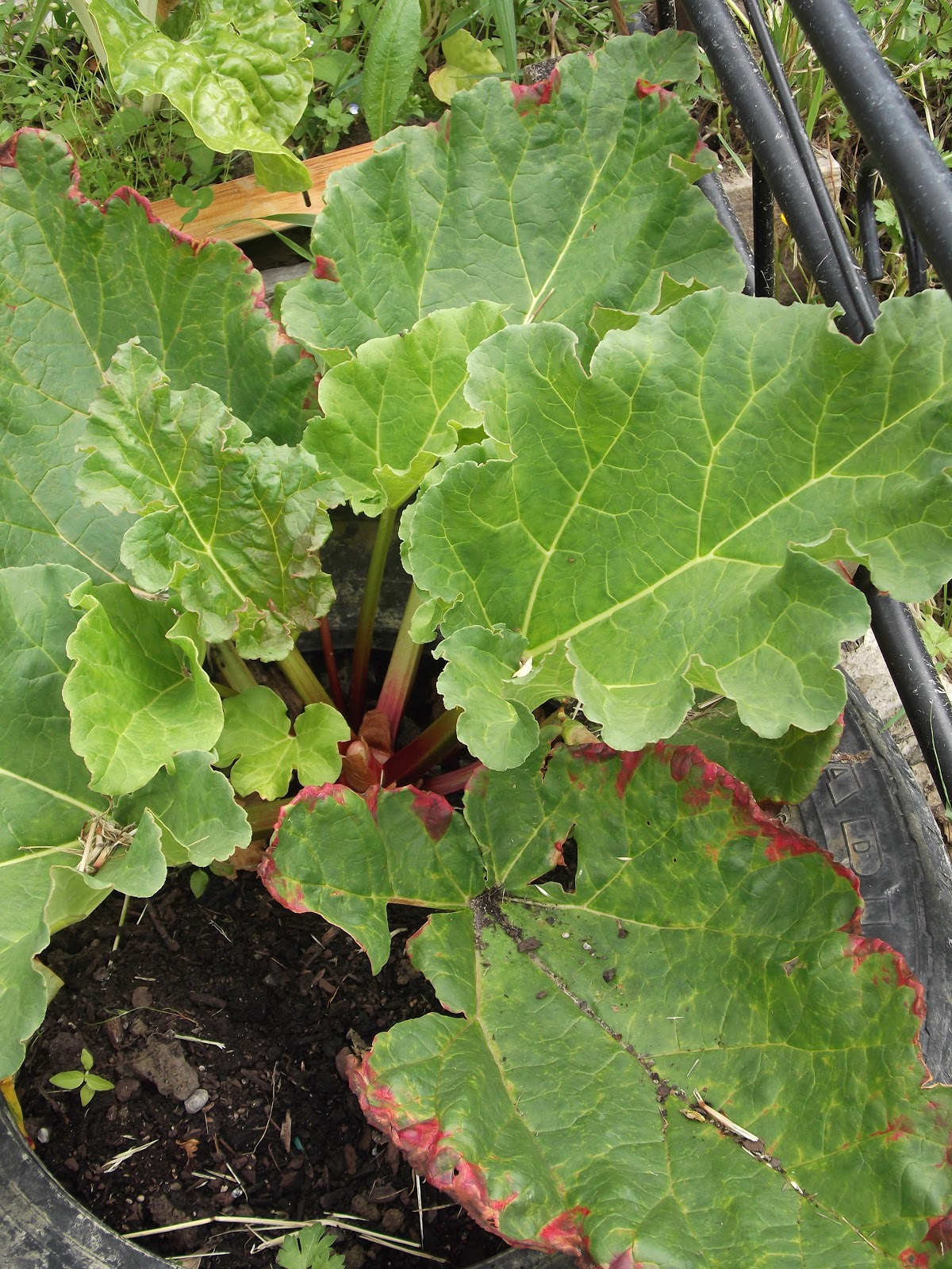 My inner city garden