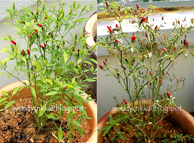 Table for 2.... or more: Hot and Sour Tofu Slices -Tofu # 2