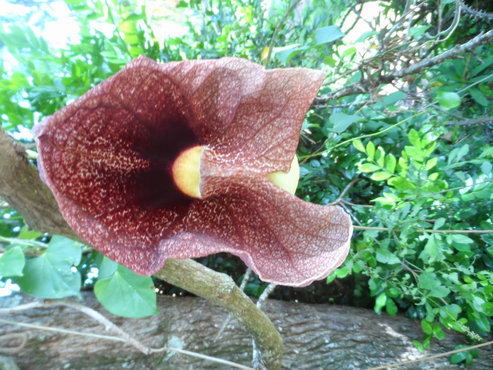 Jardinagem dia a dia: FLOR ORIGINAL, EXÓTICA - PAPO DE PERU
