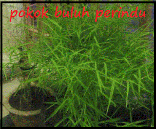mistik-ajaib.blogspot.com: HOT ITEM !!!!!!!! POKOK BULUH PERINDU UTK ...