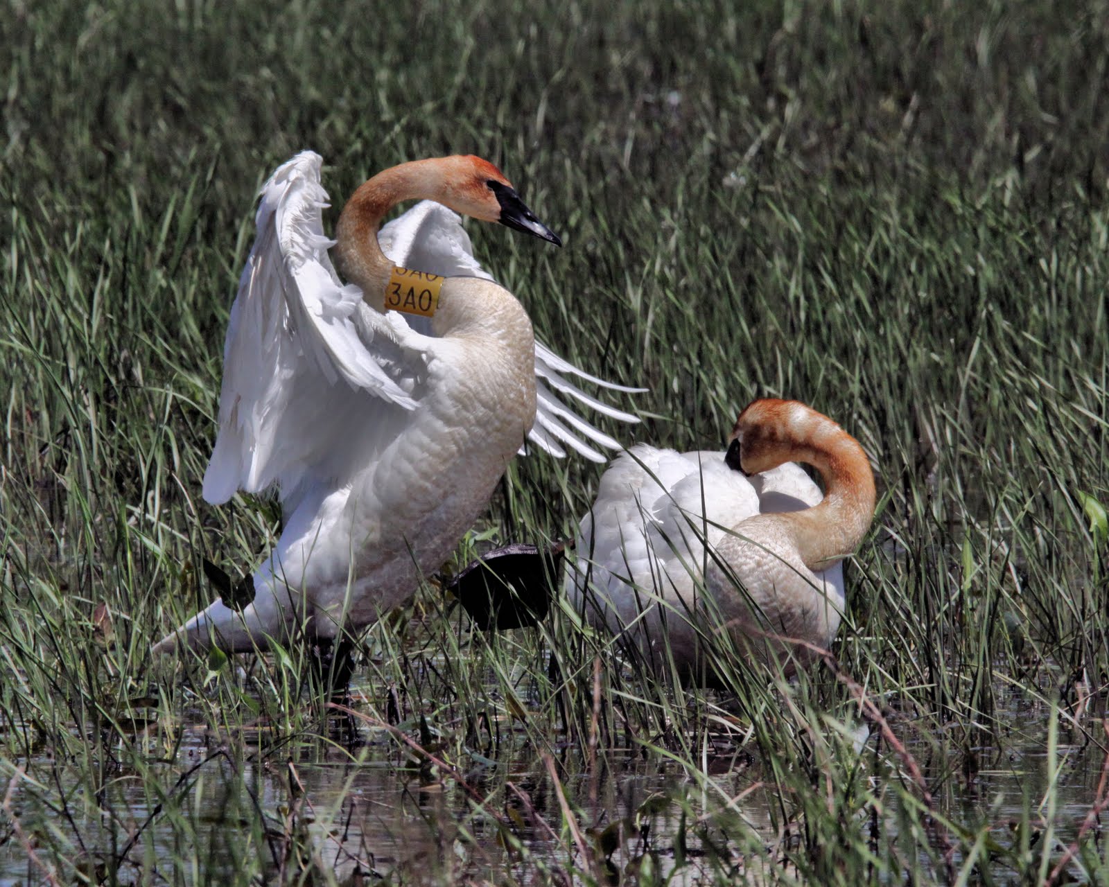 Birds from Behind : 06/01/2011 - 07/01/2011