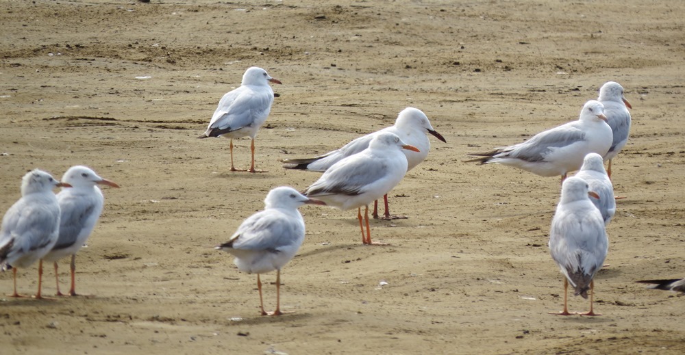Birding for a Lark: Goliath heron south of Al Birk