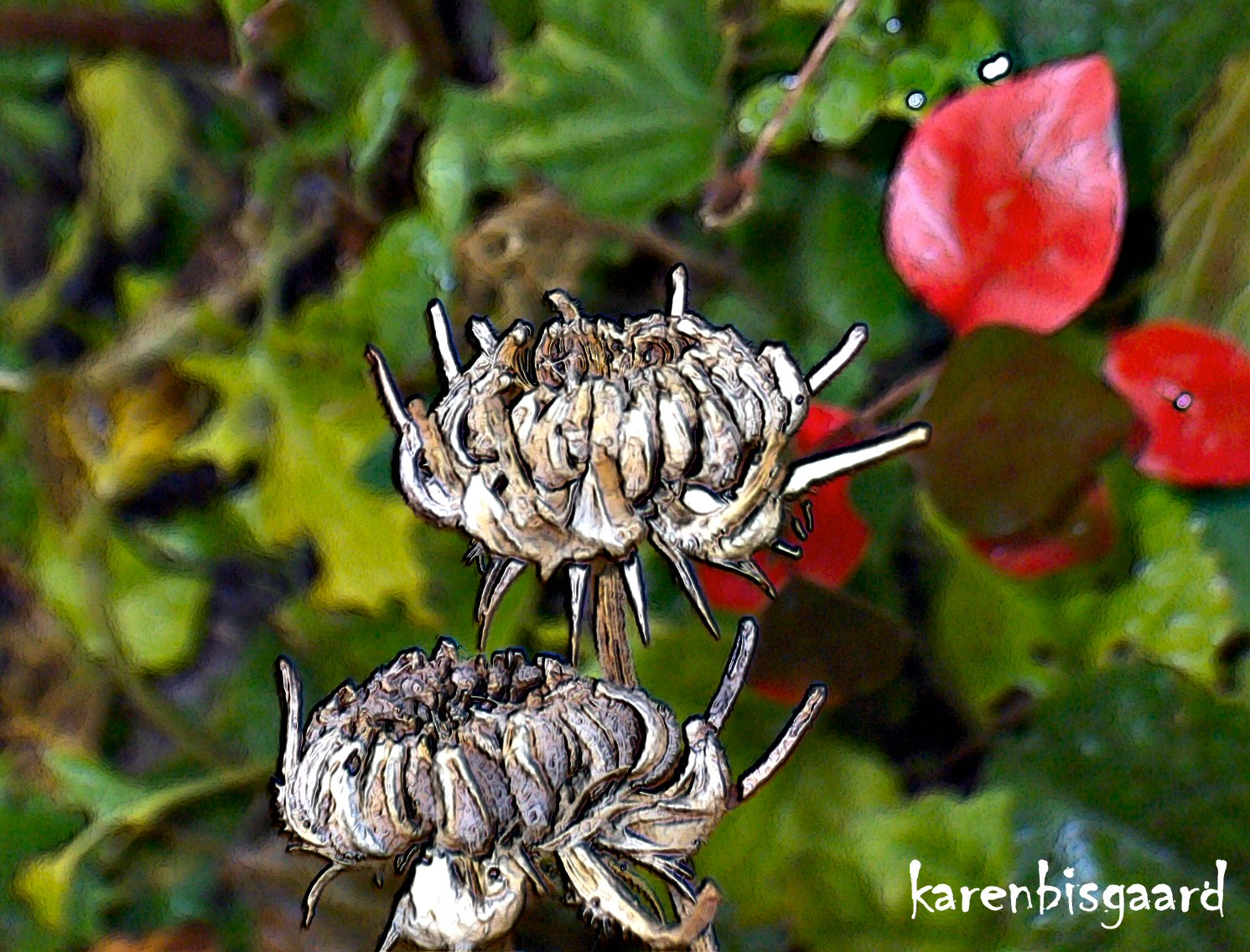 Karen`s Nature Photography: Marigold Seed Heads and Red Leaves.