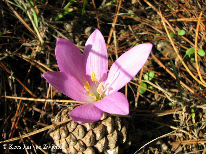The Country Of Crocuses: Colchicum boissieri