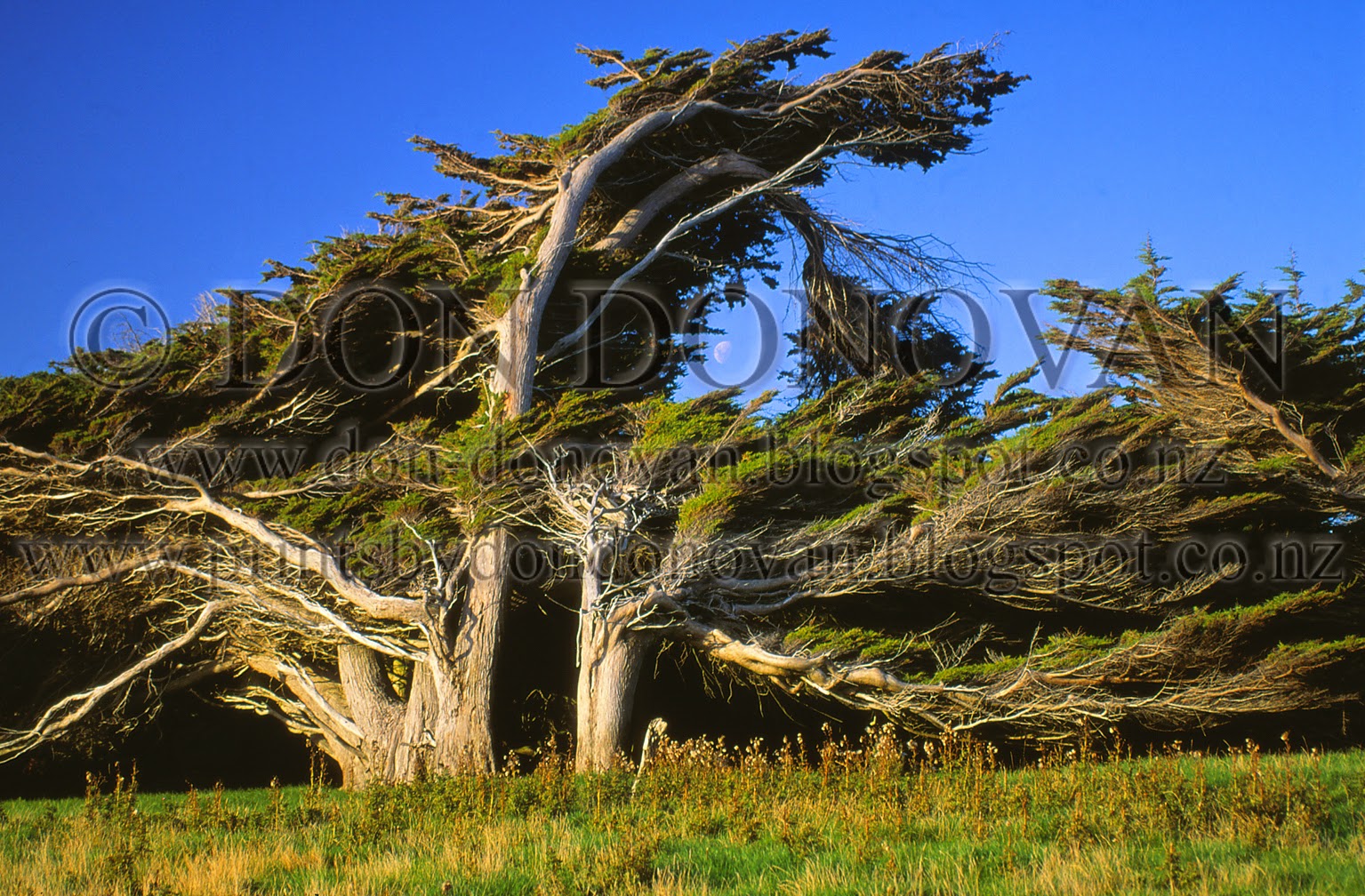 Don Donovan's World: Photoprint for Sale: Wind And Salt Distorted Trees ...