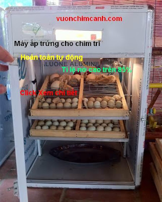 Kỹ thuật nuôi chim trĩ đỏ - description