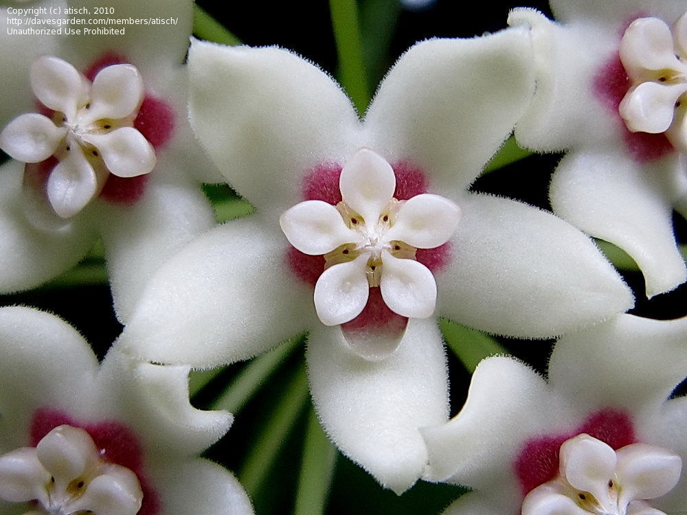 Fazza Hoya - Hoya Indonesia: 23. Hoya Australis - Bunga Hoya Indonesia