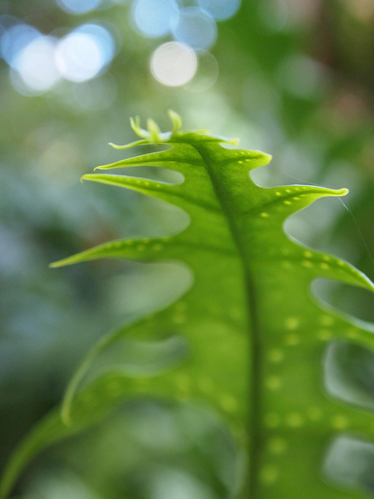 Petal by Petal: behind the camera: lauae