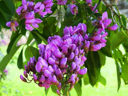 Reforestation and the Medicinal Uses of Trees -Liliana Usvat Research ...