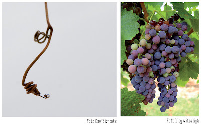 TUiLLO: Inspiración en la naturaleza para itla