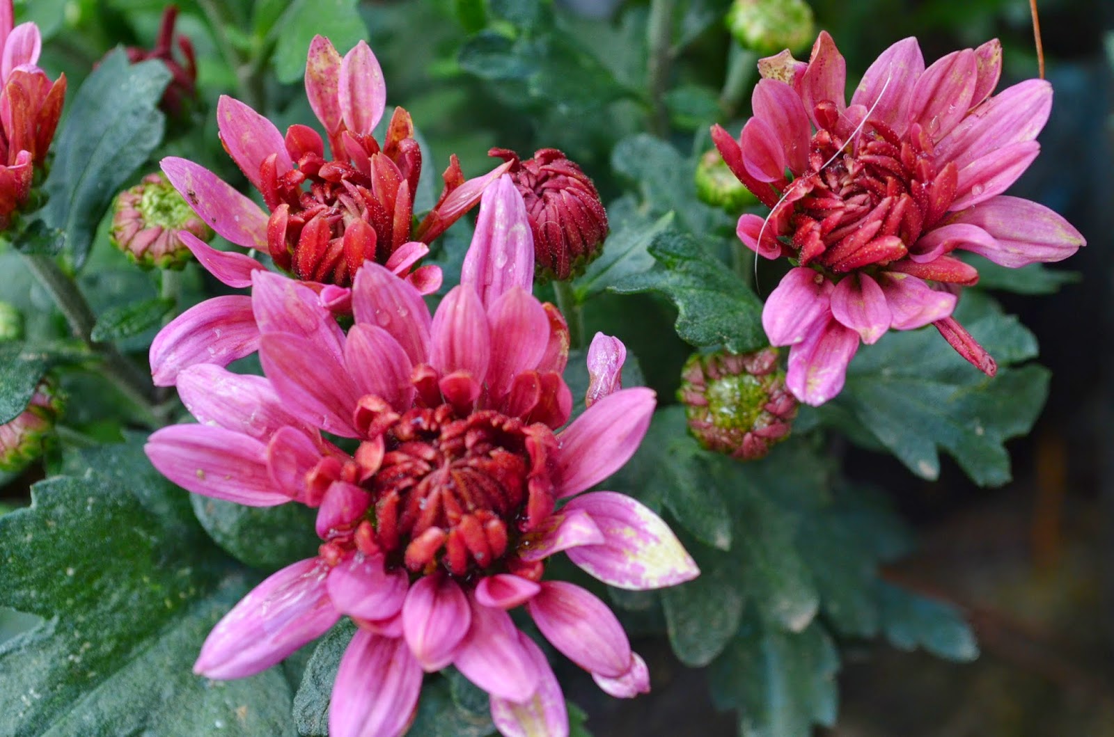 35 Most Beautiful Flowers in Baguio City