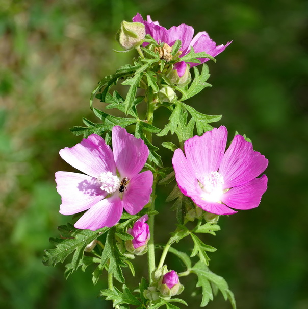 romantischeslandleben: Malven im Garten