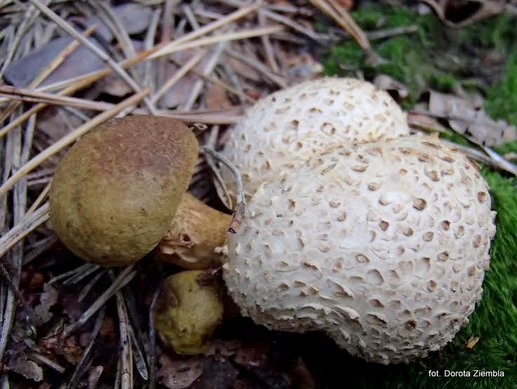 Grzyby gatunkami. Podgrzybek tęgoskórowy | Smaczna Pyza